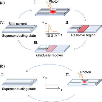 Heat transfer in superconducting nanowire single-photon detectors: mechanism and modulation ...