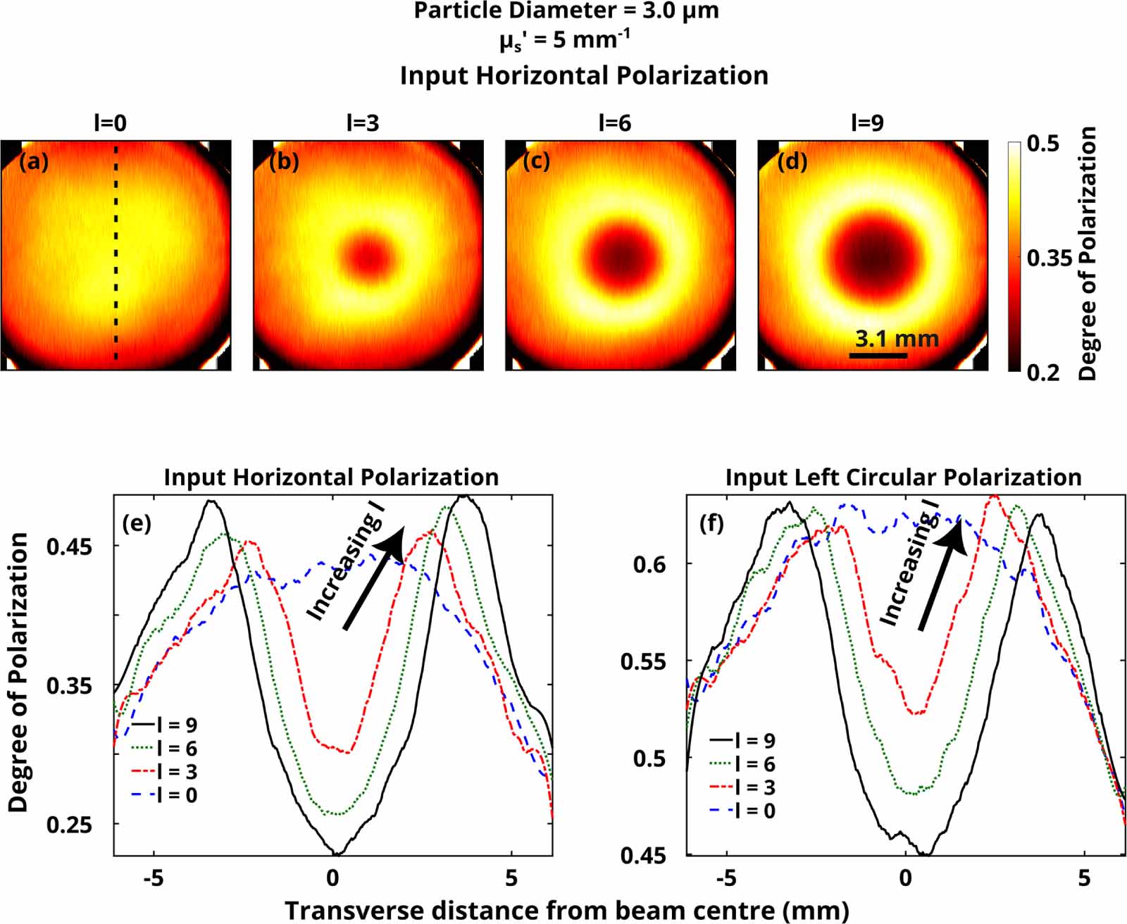 Exploring the origin of stronger survival of polarized vortex beams ...
