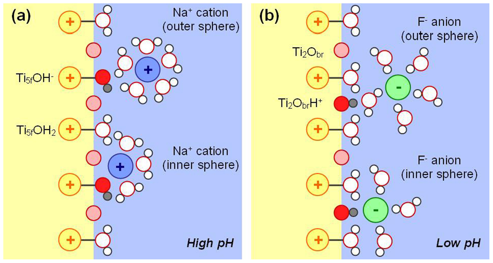 The electric double layer at a rutile TiO2 water interface modelled using density functional ...