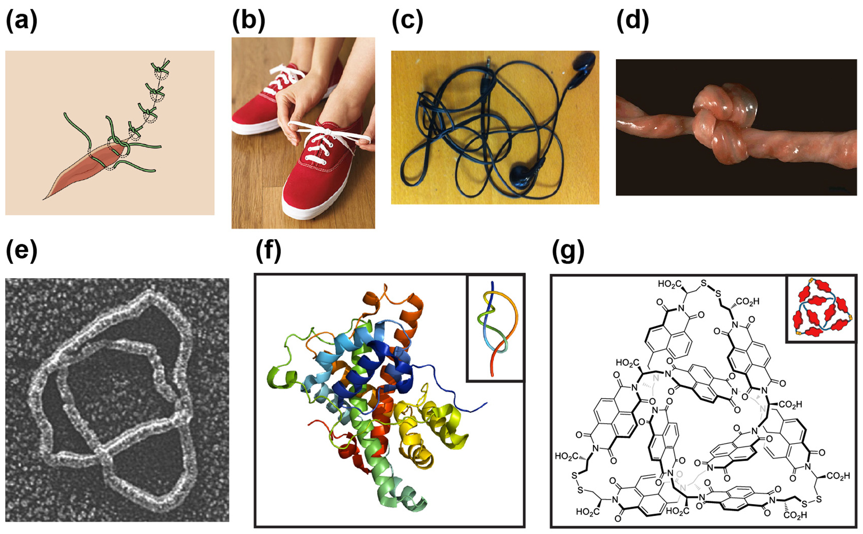 Molecular knots in biology and chemistry - IOPscience