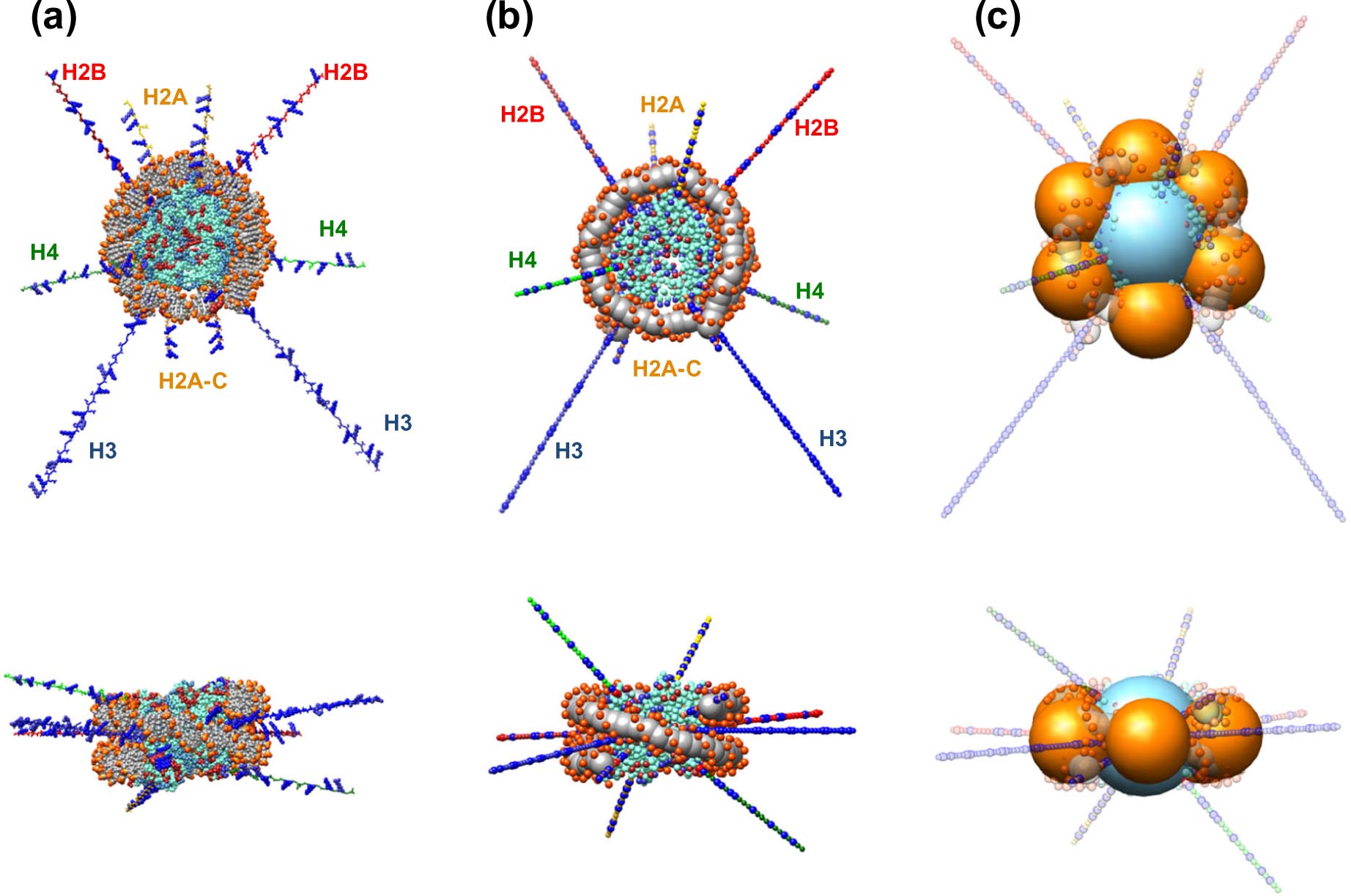 Multiscale modelling of nucleosome core particle aggregation - IOPscience