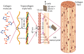 Grotthuss mechanisms: from proton transport in proton wires to ...