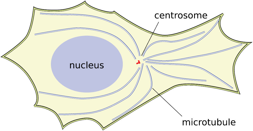 Physical role for the nucleus in cell migration - IOPscience
