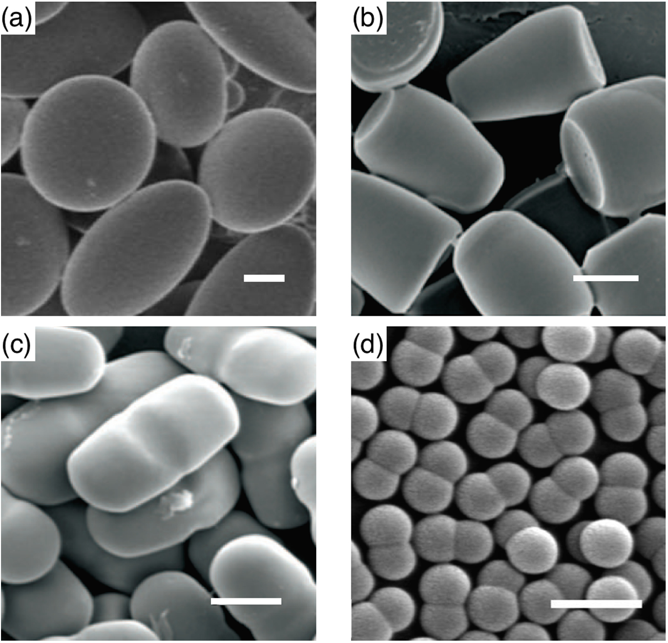Nano- and microparticles at fluid and biological interfaces - IOPscience