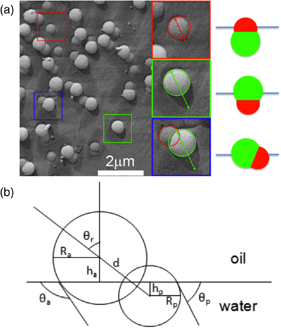 Nano- and microparticles at fluid and biological interfaces - IOPscience