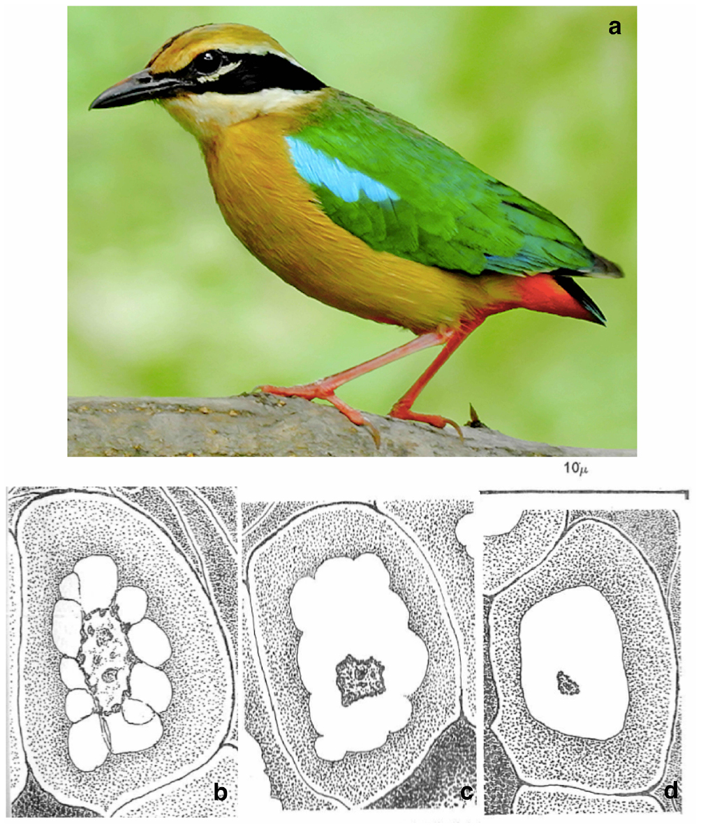 Self-assembling structural colour in nature - IOPscience