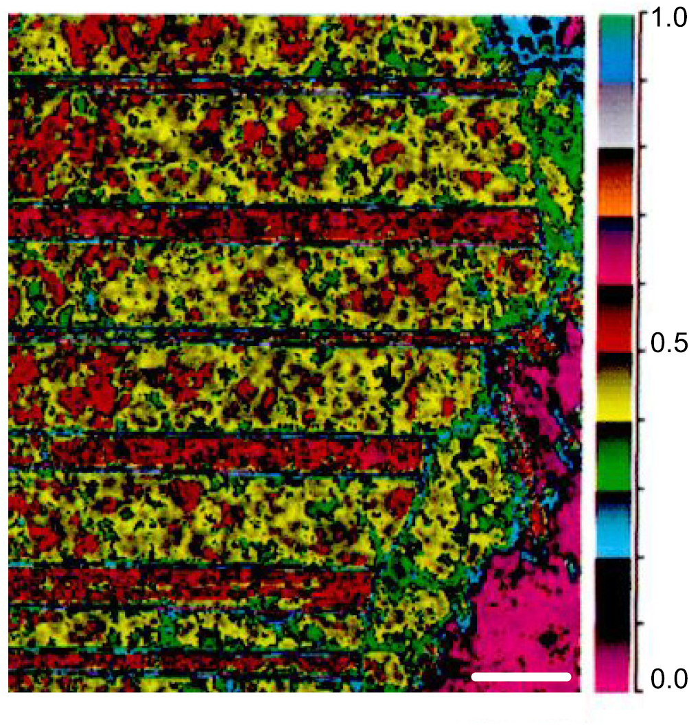 Optical studies of ferroelectric and ferroelastic domain walls - IOPscience