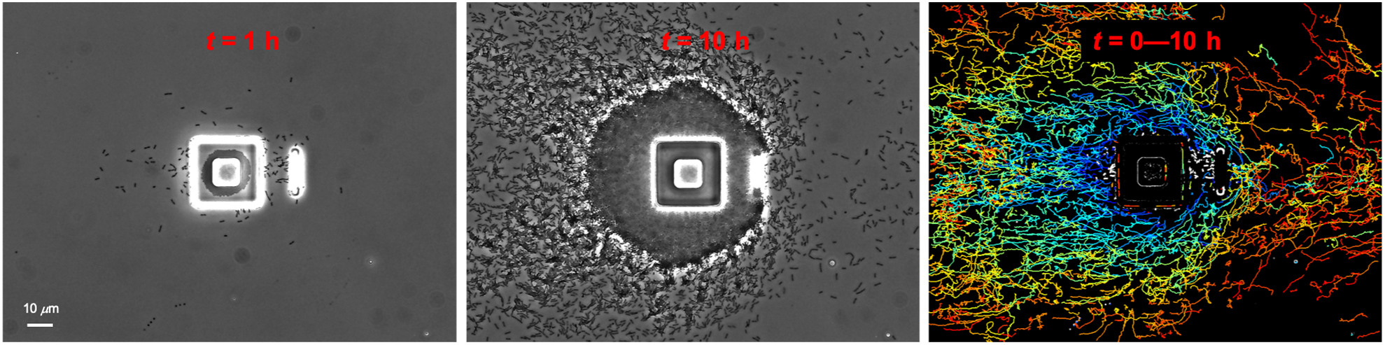 The 2020 motile active matter roadmap - IOPscience