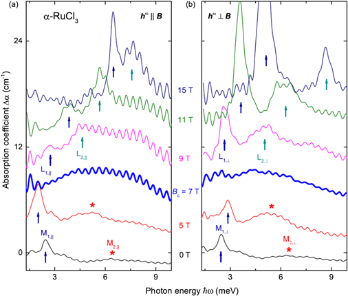 On the proximate Kitaev quantum-spin liquid α-RuCl3: thermodynamics ...