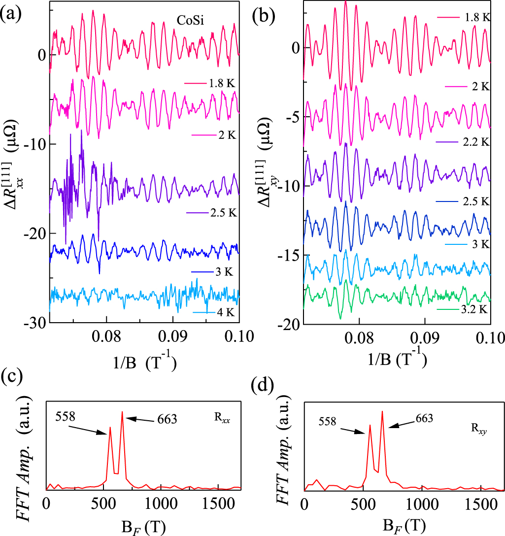 Shubnikov-de Haas and de Haas-van Alphen oscillations in Czochralski ...