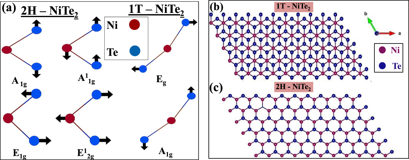 Probing electron-phonon and phonon-phonon coupling in type-II Dirac ...