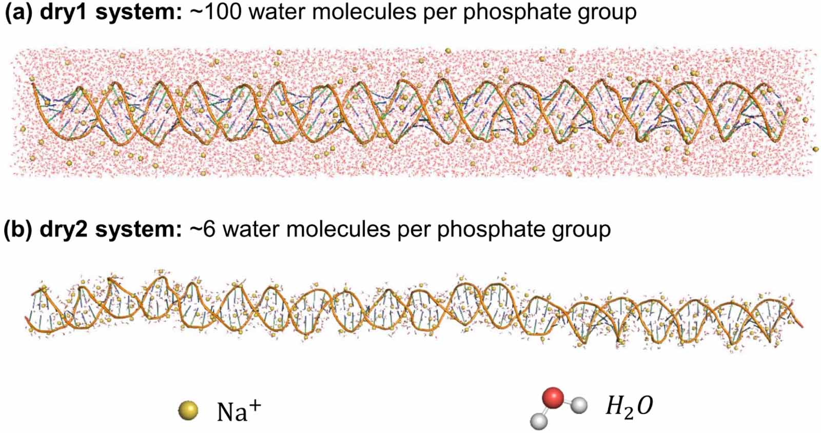 Intra-strand phosphate-mediated pathways in microsolvated double ...