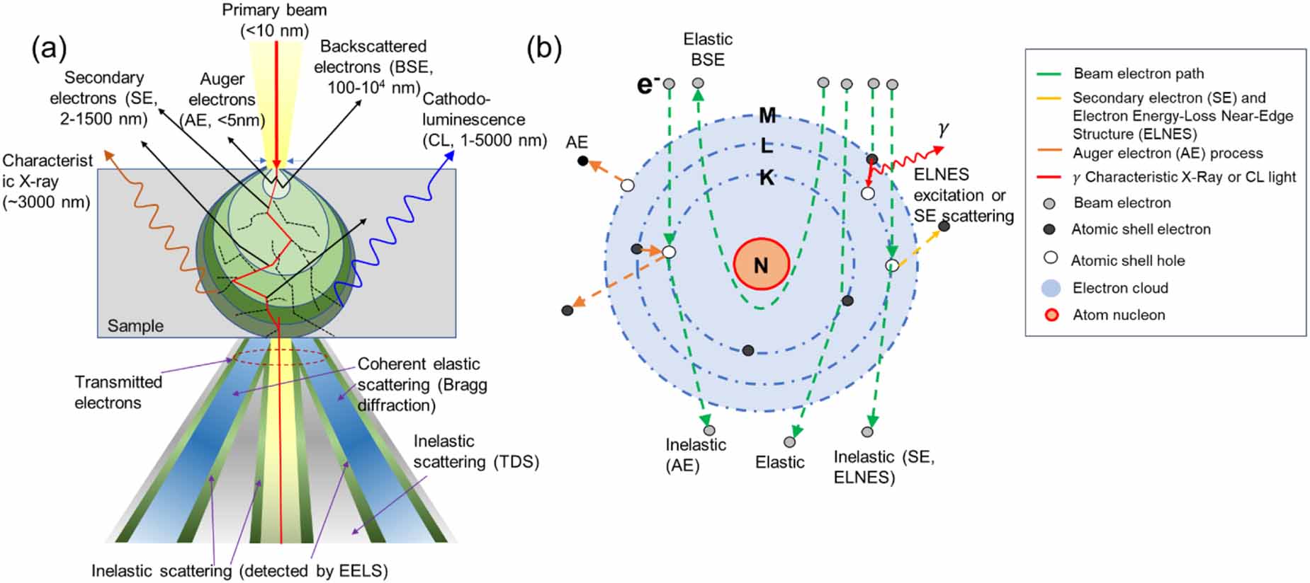 Atomic-scale thermal metrology with electron beams: thermometry, phonon ...