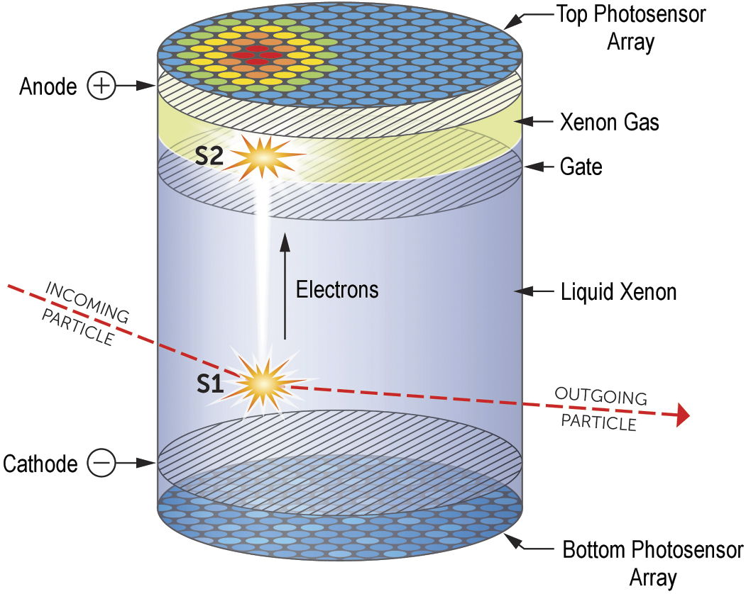 A next-generation liquid xenon observatory for dark matter and neutrino ...