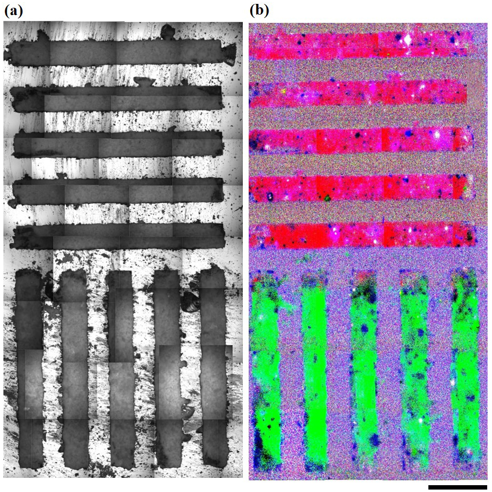 High-speed line-scan confocal Raman microscope with enhanced ...