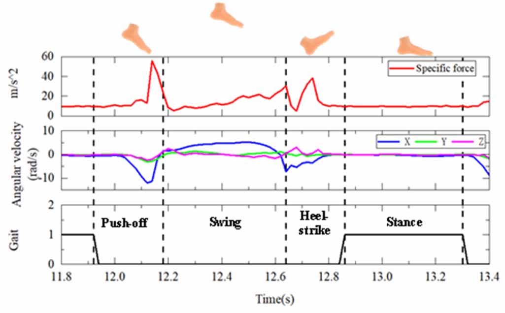 A single foot-mounted pedestrian navigation algorithm based on the maximum gait displacement ...
