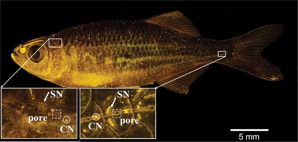 An underwater moving dipole tracking method of artificial lateral line ...