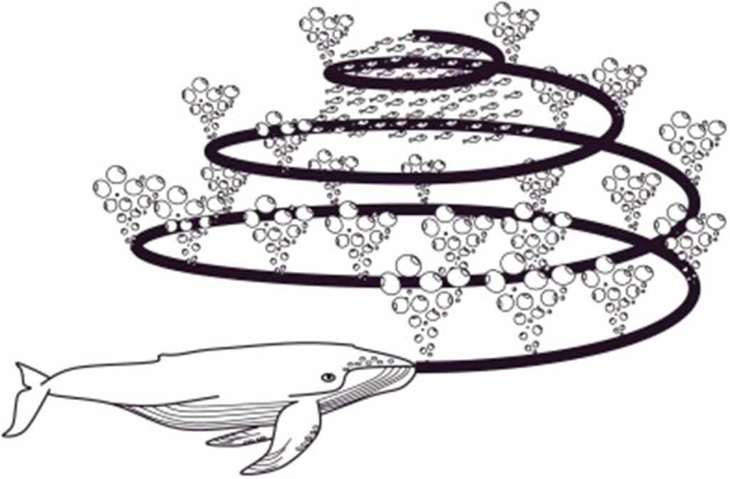 A novel whale-based algorithm for optimizing the ANN approach ...