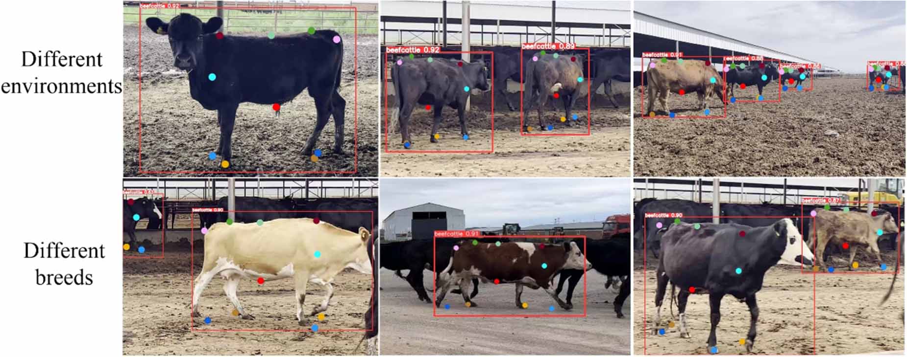 Automated body measurement of beef cattle based on keypoint detection and local point cloud ...
