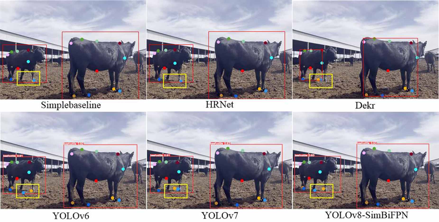 Automated body measurement of beef cattle based on keypoint detection and local point cloud ...