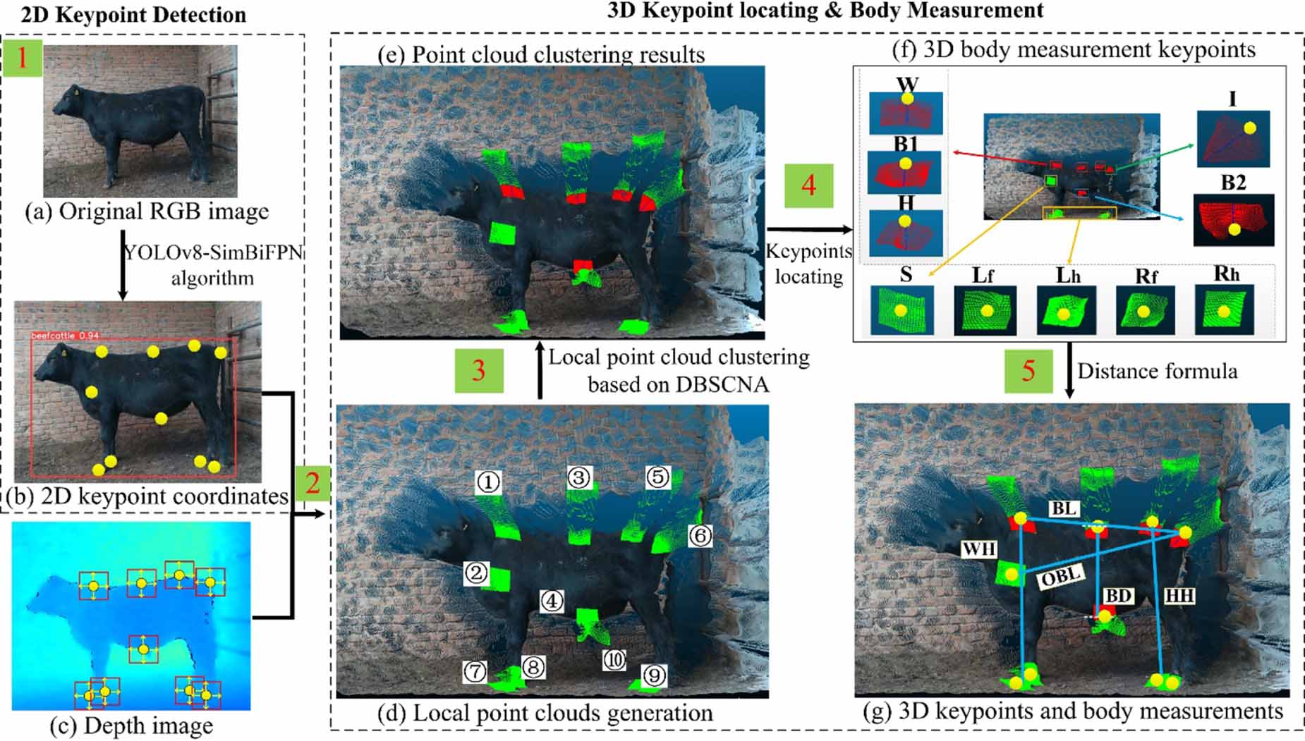 Automated body measurement of beef cattle based on keypoint detection and local point cloud ...