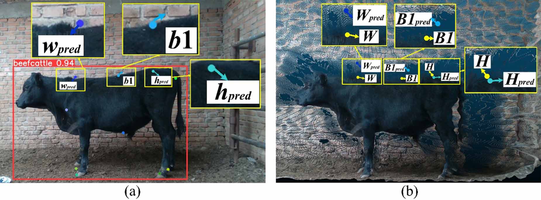 Automated body measurement of beef cattle based on keypoint detection and local point cloud ...
