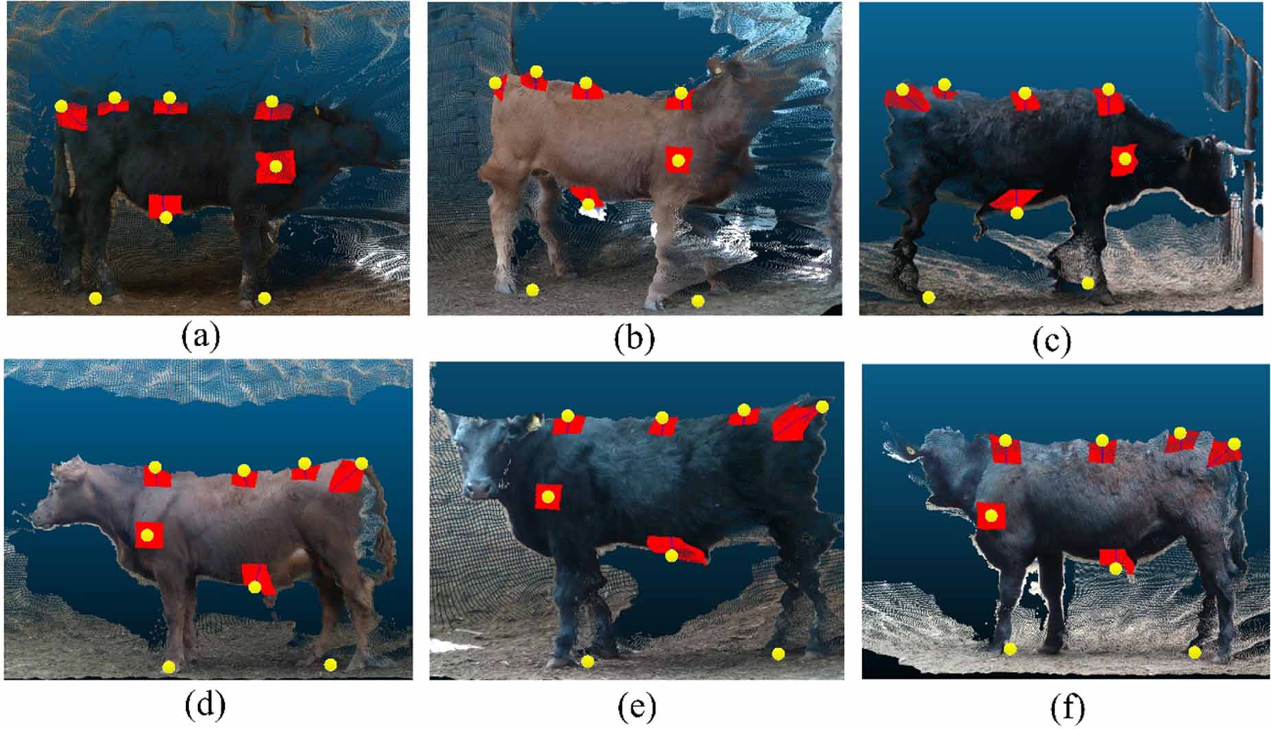 Automated body measurement of beef cattle based on keypoint detection and local point cloud ...