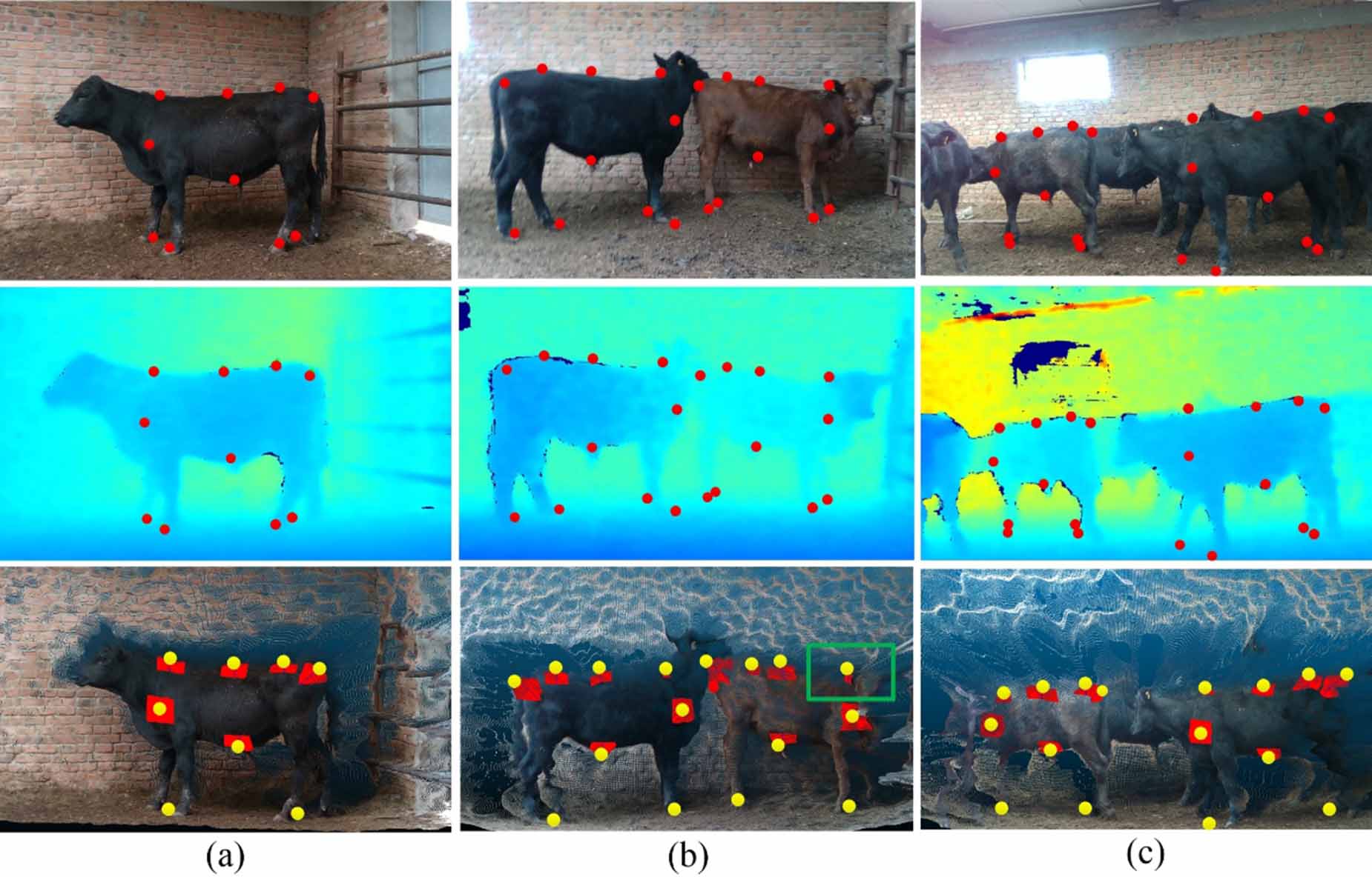 Automated body measurement of beef cattle based on keypoint detection and local point cloud ...