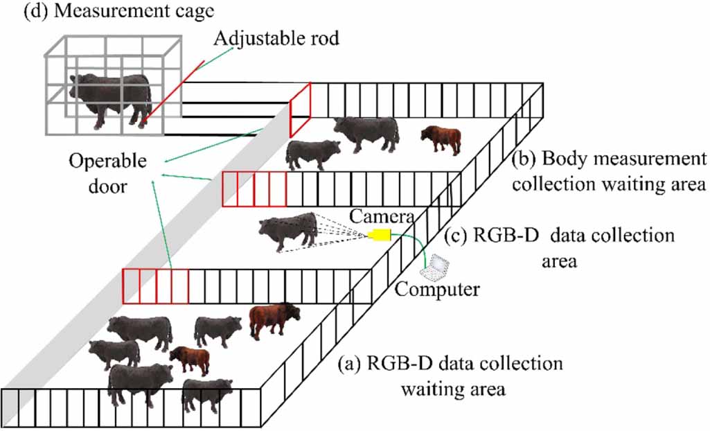 Automated body measurement of beef cattle based on keypoint detection and local point cloud ...