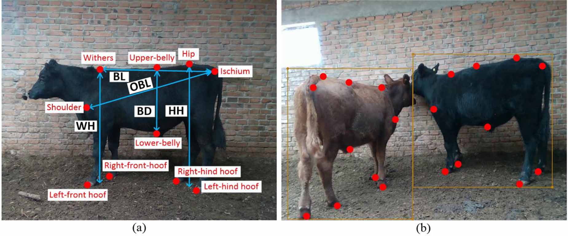 Automated body measurement of beef cattle based on keypoint detection ...