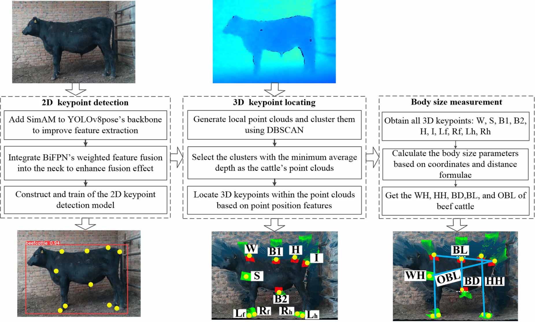 Automated body measurement of beef cattle based on keypoint detection and local point cloud ...