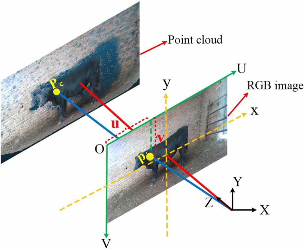 Automated body measurement of beef cattle based on keypoint detection ...