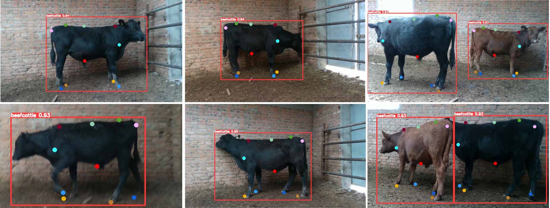 Automated body measurement of beef cattle based on keypoint detection and local point cloud ...