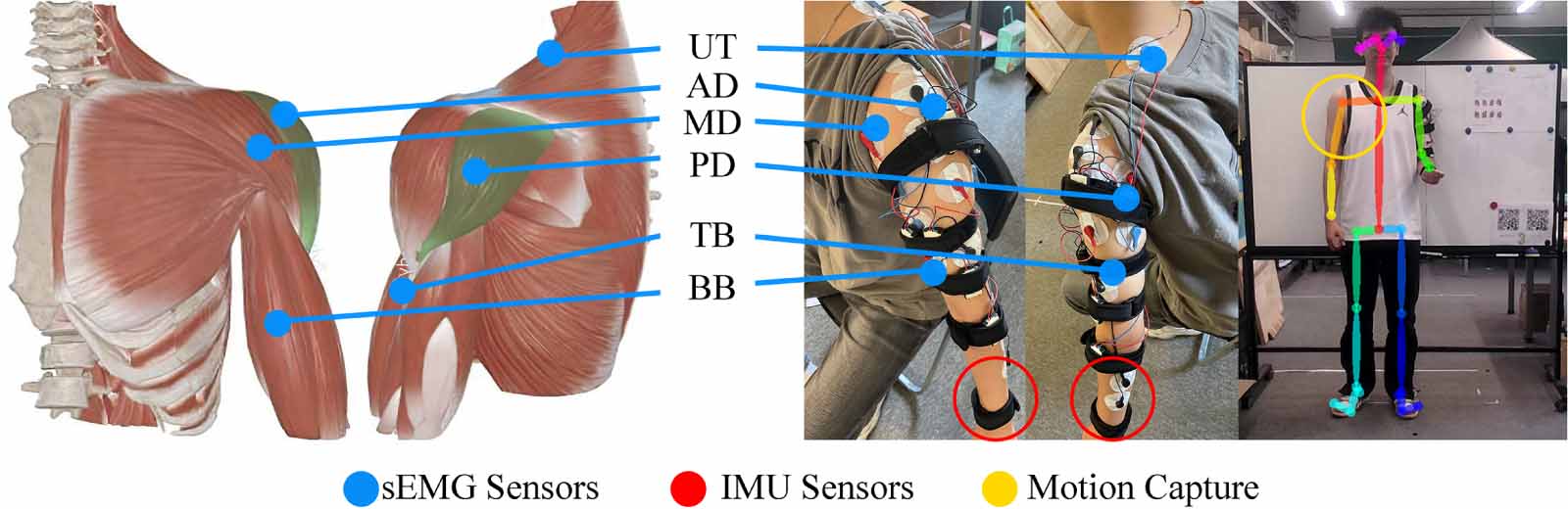 Model for predicting the angles of upper limb joints in combination with sEMG and posture ...