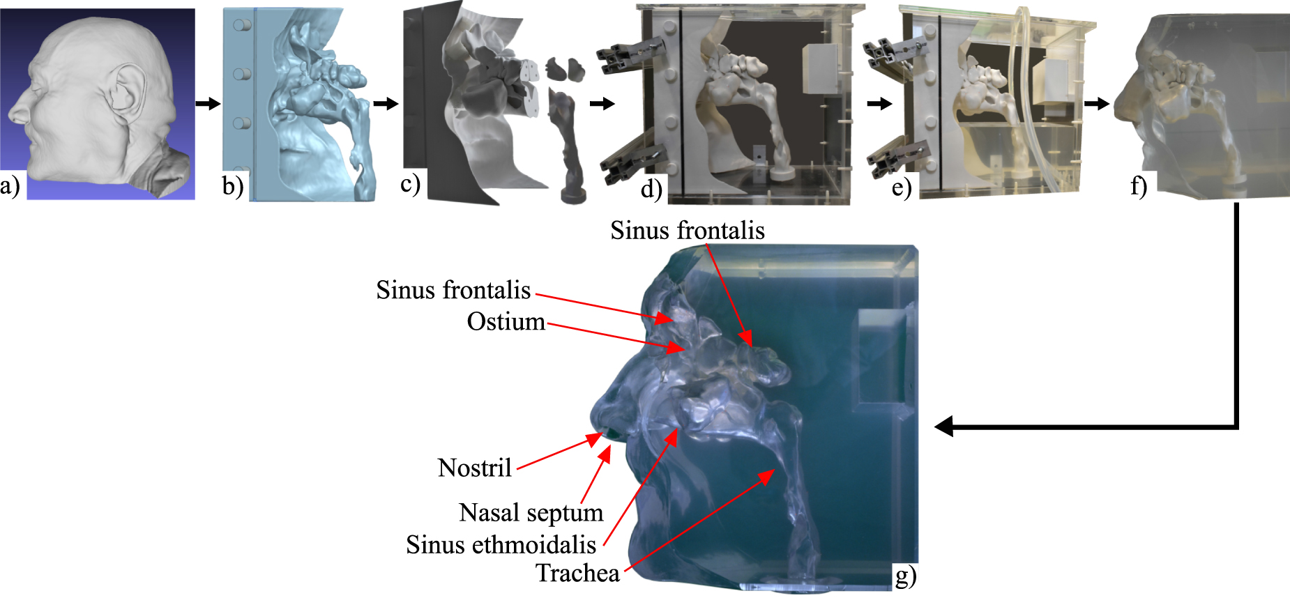 Tomo-PIV in a patient-specific model of human nasal cavities: a ...
