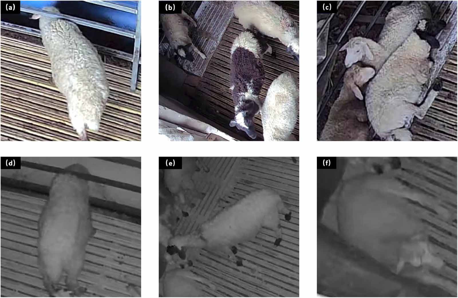 Sheep-YOLO: a lightweight daily behavior identification and counting ...