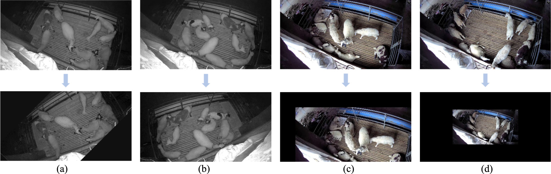 Sheep-YOLO: a lightweight daily behavior identification and counting ...
