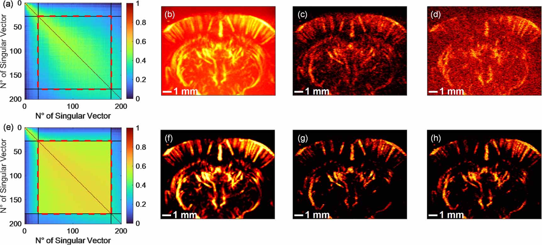 Sparse-SVD clutter filtering for ultrafast ultrasound cerebral vascular ...