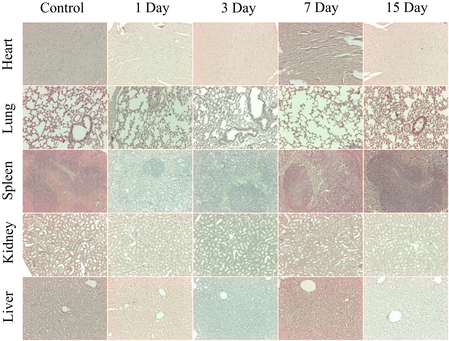 In vitro and in vivo CT imaging using bismuth sulfide modified with a ...