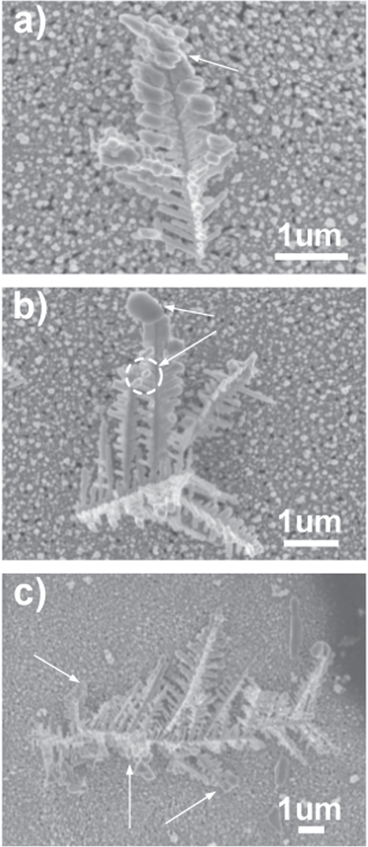 A dry method to synthesize dendritic Ag2Se nanostructures utilizing ...