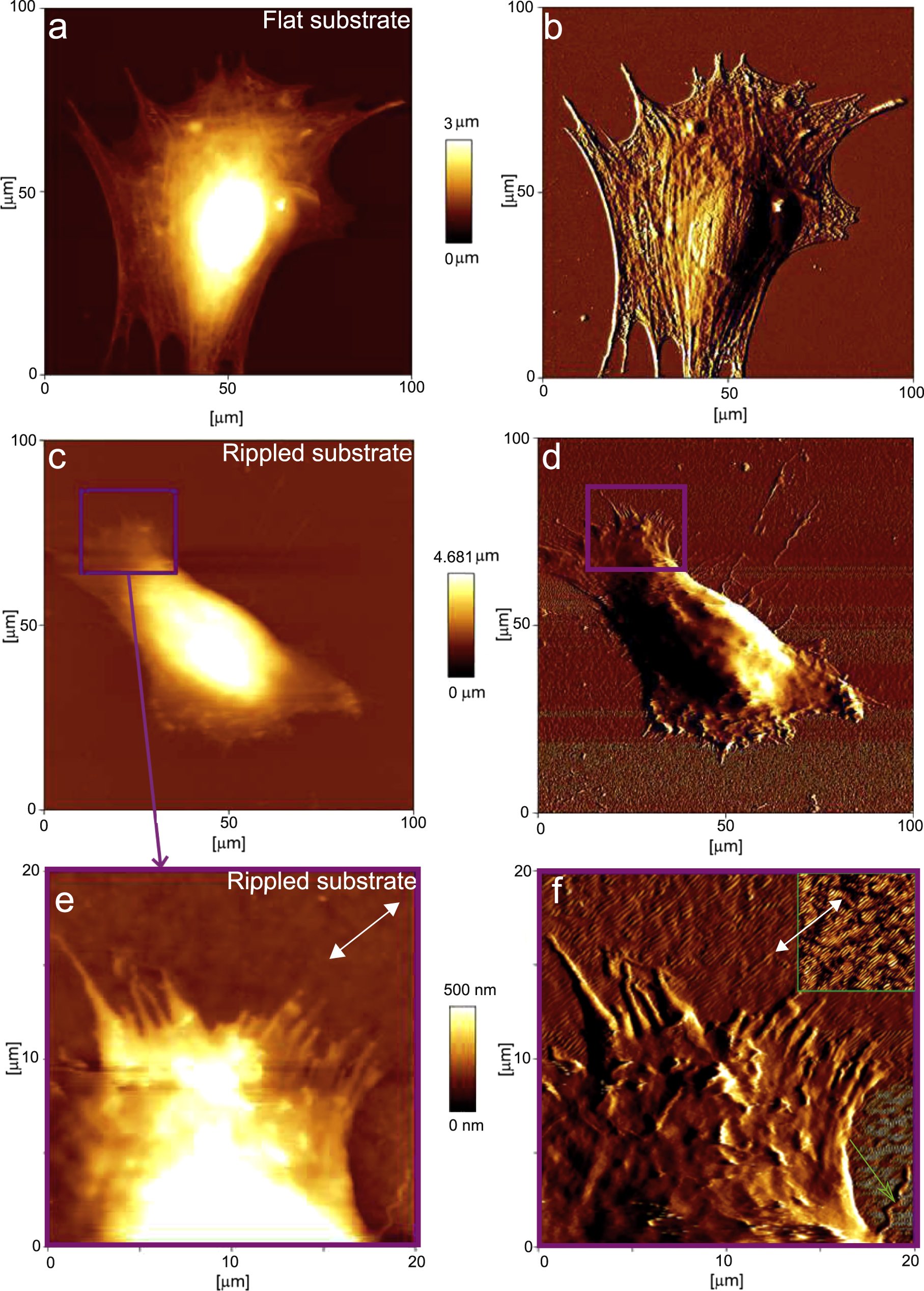 Adhesion modification of neural stem cells induced by nanoscale ripple ...