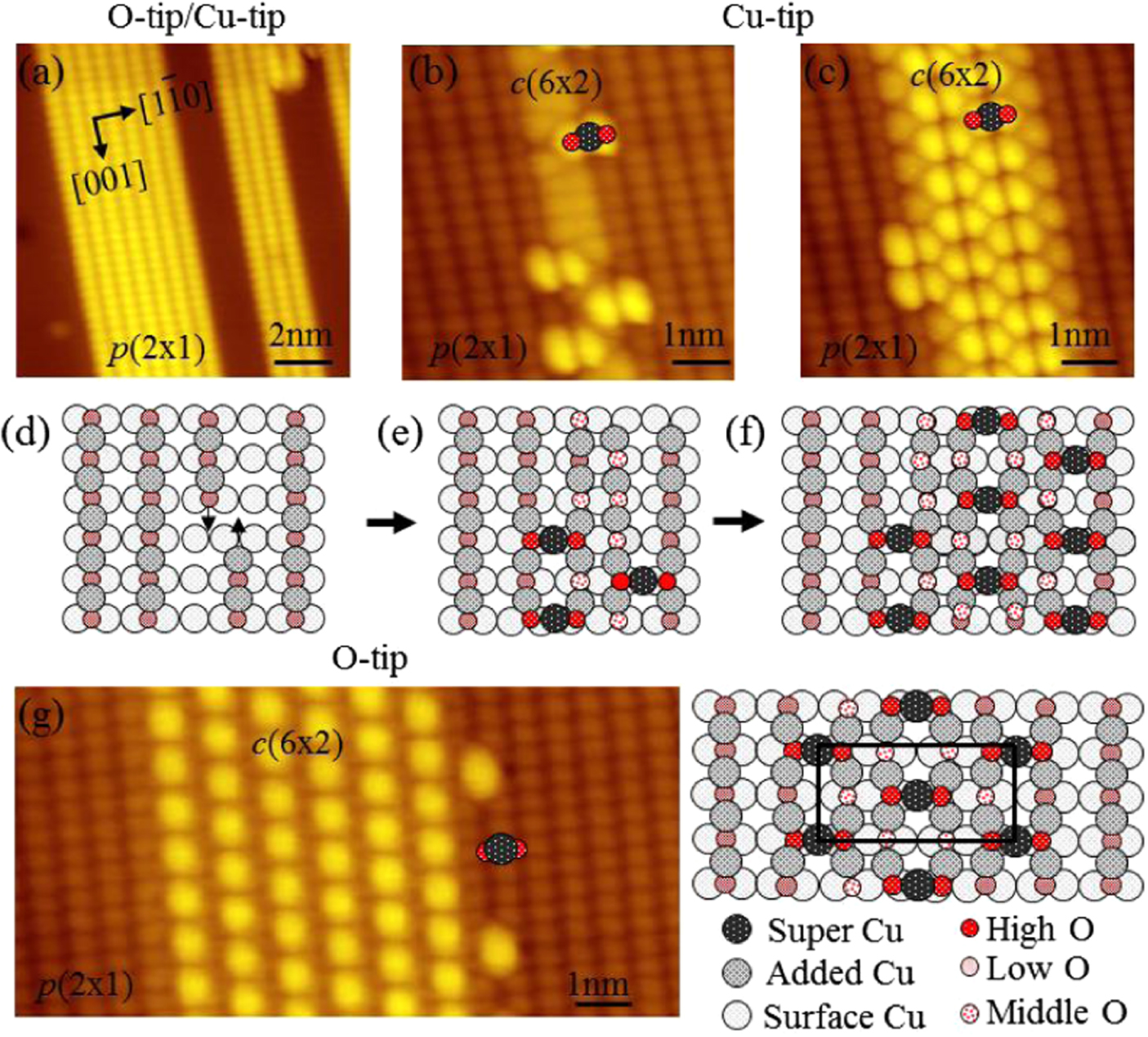 Growth models of coexisting p(2 × 1) and c(6 × 2) phases on an oxygen ...