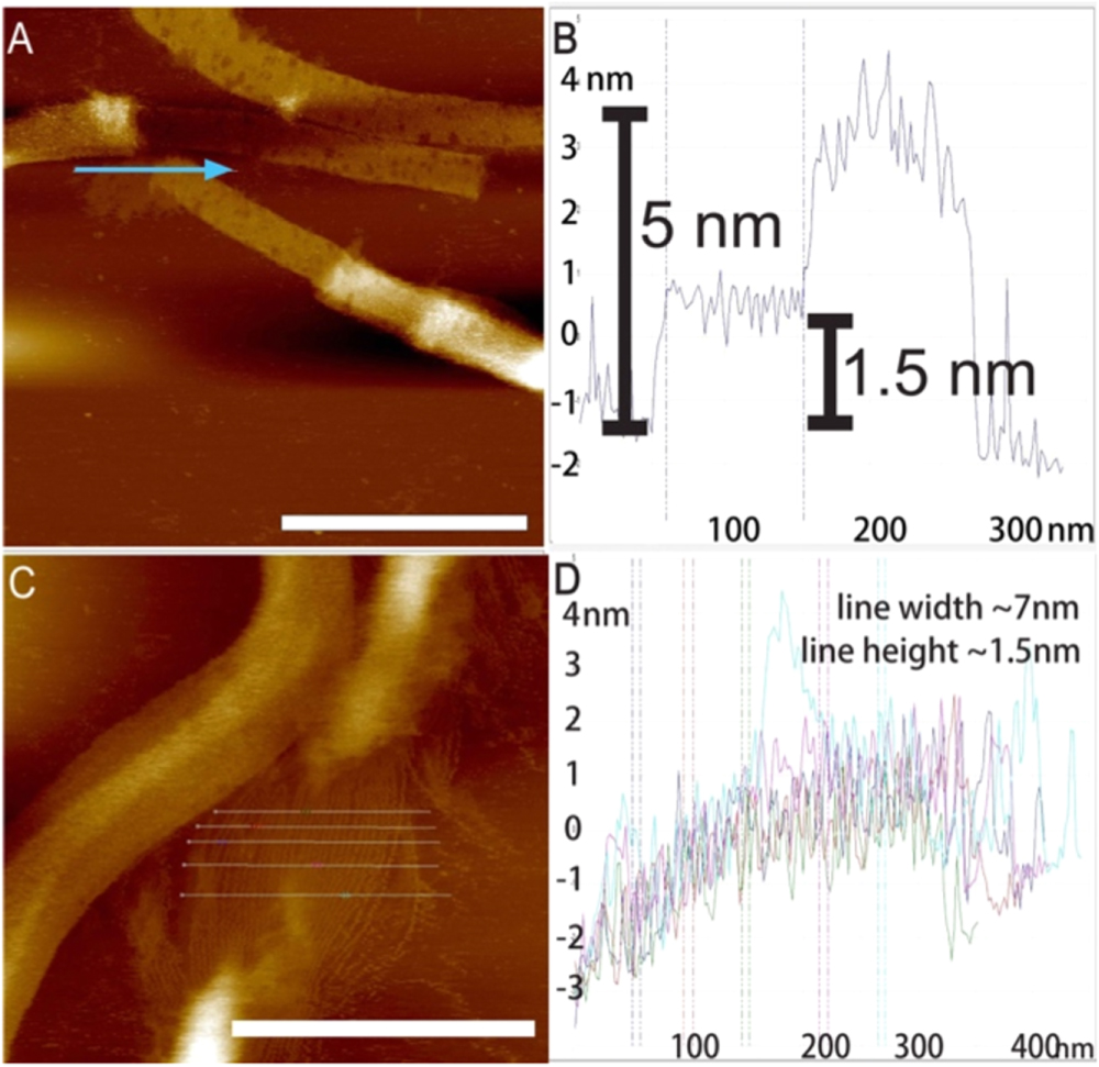 A study on a special DNA nanotube assembled from two single-stranded ...