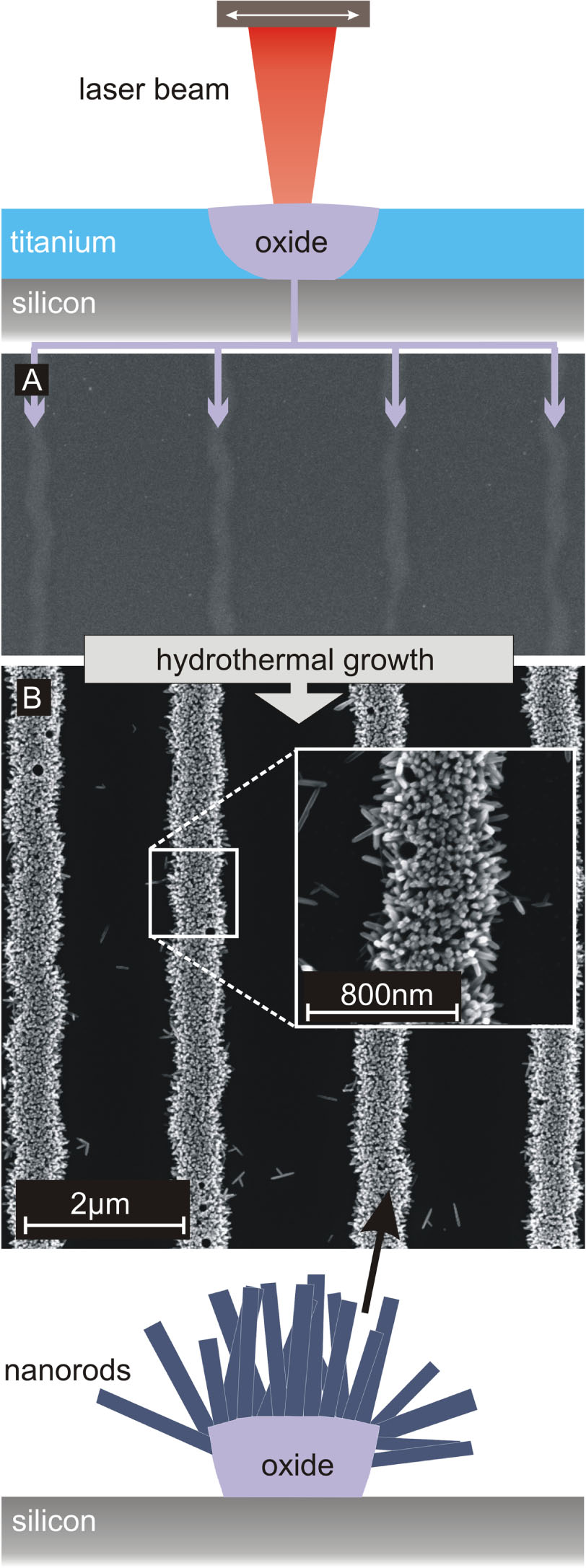 Position-controlled laser-induced creation of rutile TiO2 ...