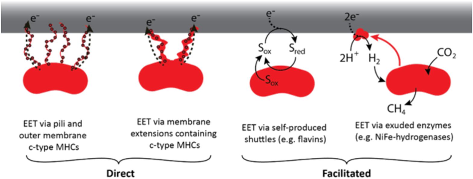 Cultivating electroactive microbes—from field to bench - IOPscience