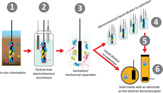 Cultivating electroactive microbes—from field to bench - IOPscience