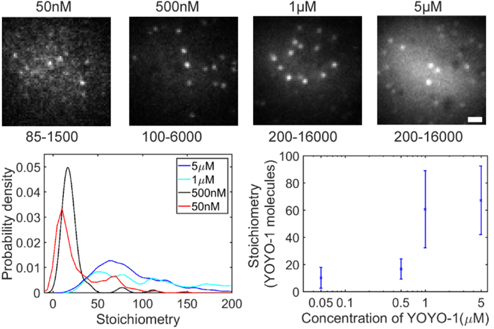 Biophysical characterisation of DNA origami nanostructures reveals ...