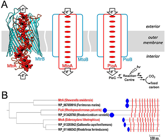 His/Met heme ligation in the PioA outer membrane cytochrome enabling ...