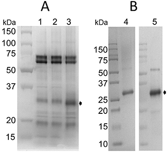 His/Met heme ligation in the PioA outer membrane cytochrome enabling ...