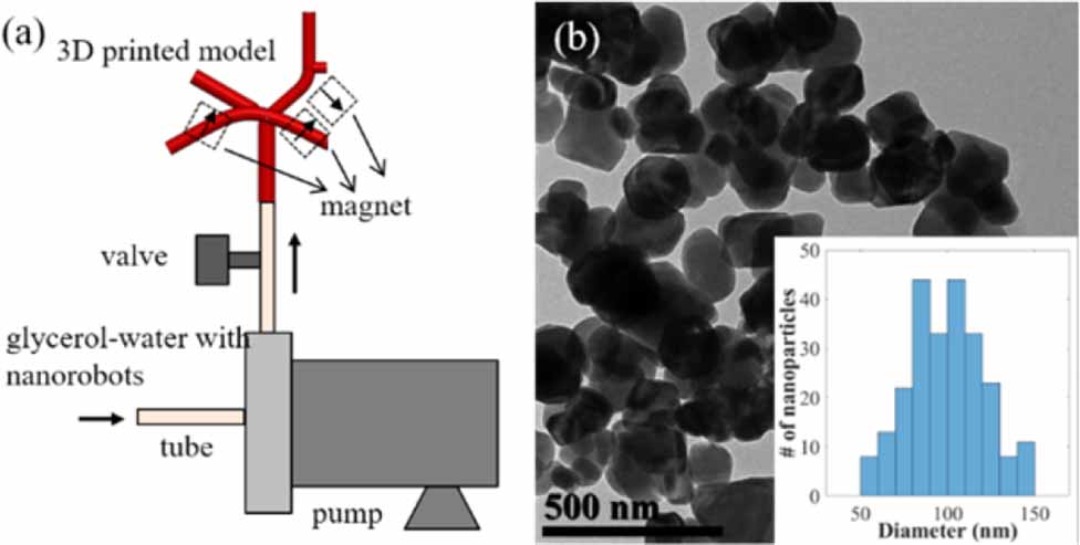 Personalized dynamic transport of magnetic nanorobots inside the brain ...